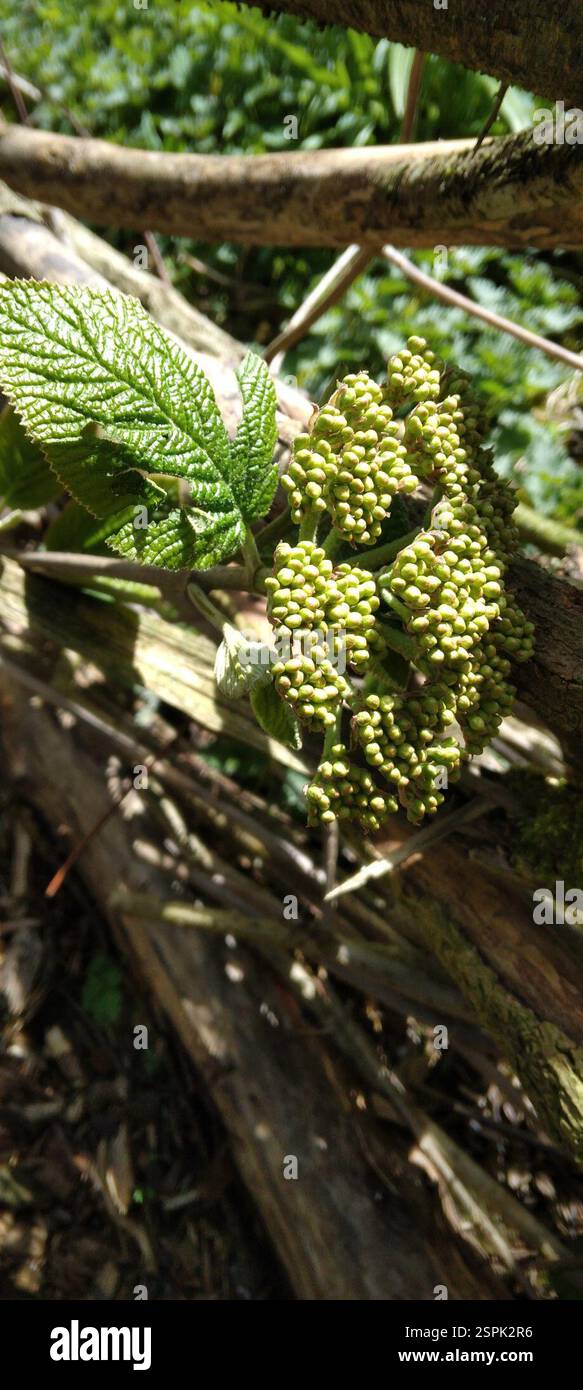 Wayfaring-tree (Viburnum lantana), Plantae, Bradwell Abbey, Milton ...