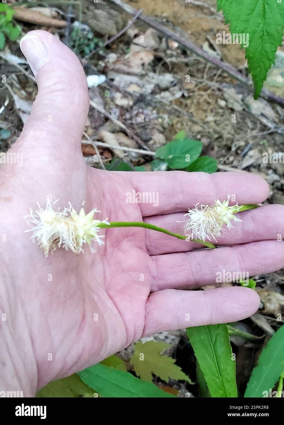 Fraser's Sedge (Carex fraseriana), Plantae, Gatlinburg, TN 37738, USA ...