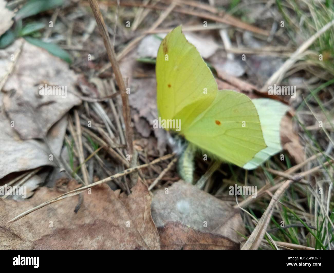 Common Brimstone (Gonepteryx rhamni), Insecta, Pukhavichy, BY-MI, BY ...