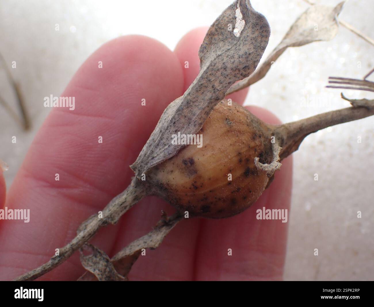 Goldenrod Gall Fly (Eurosta solidaginis), Insecta, Val Marie No. 17, SK ...