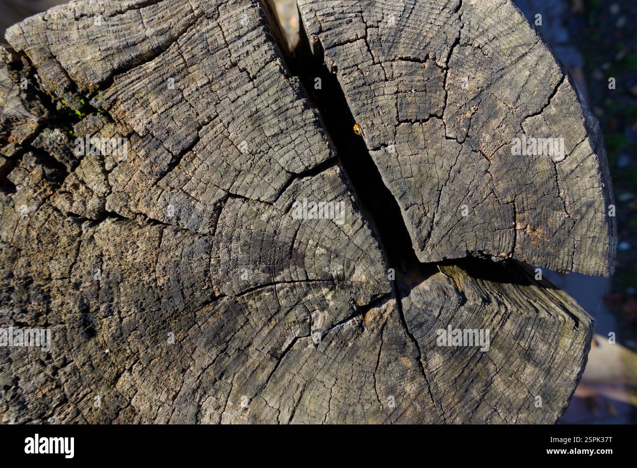 Close-up view of a weathered, gray-brown wood cross-section, showing ...