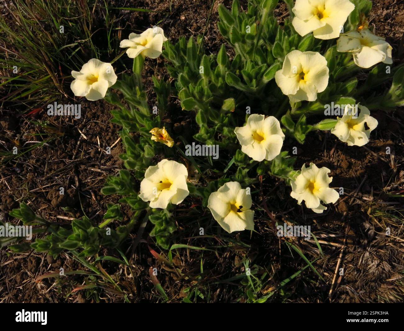 Natal Primrose (Thunbergia atriplicifolia), Plantae, Howick, South ...