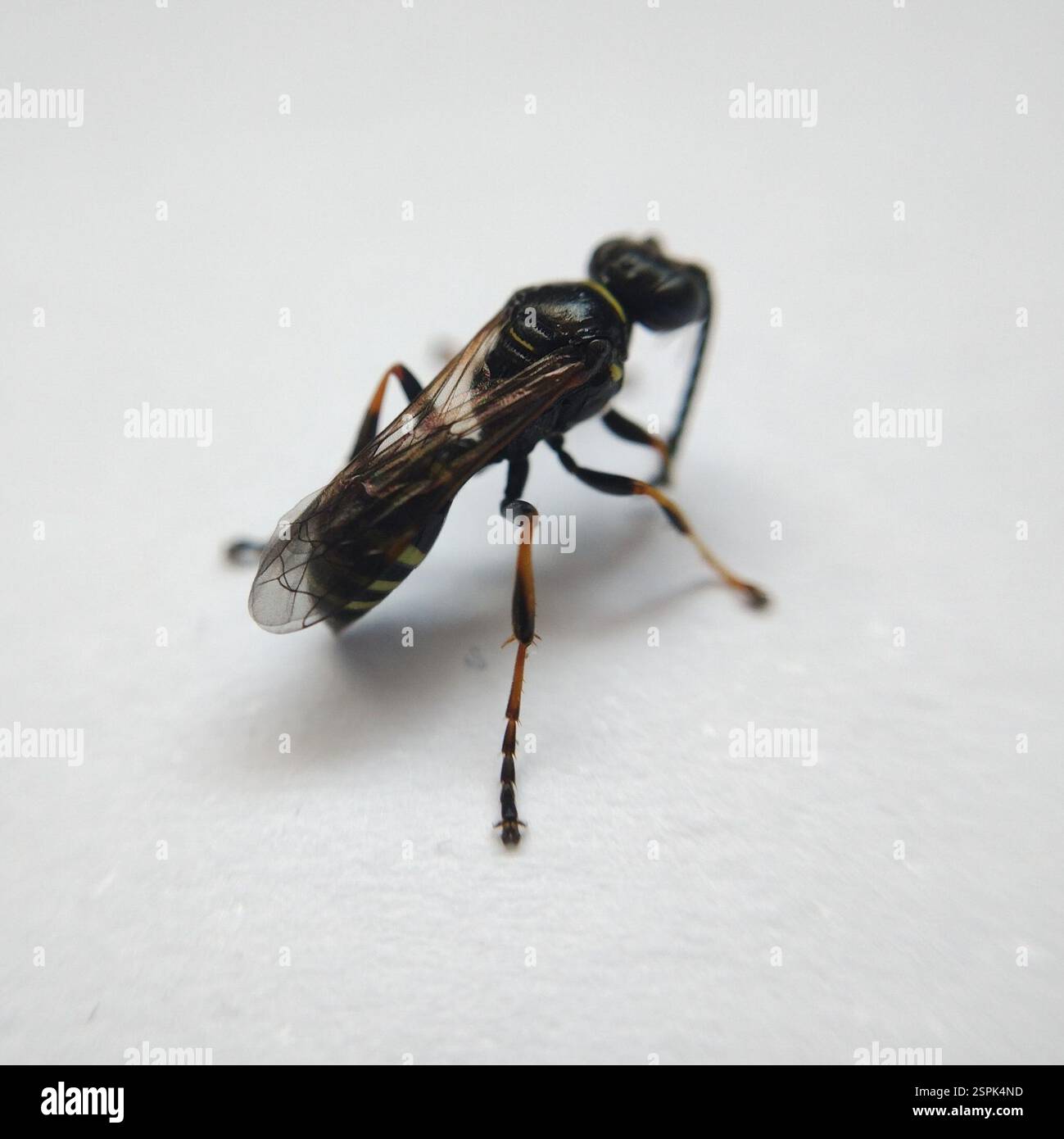 (Gorytes), Insecta, Kosanin dol, Pancharevo, Bulgaria Stock Photo - Alamy
