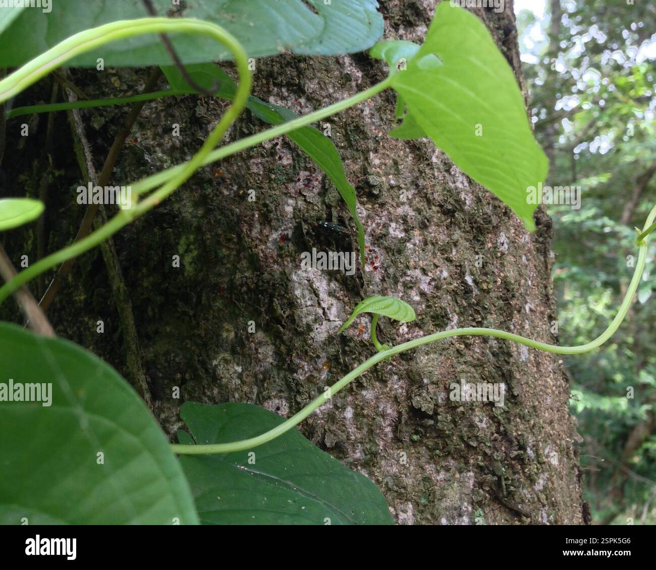 Decoloratus hi-res stock photography and images - Alamy