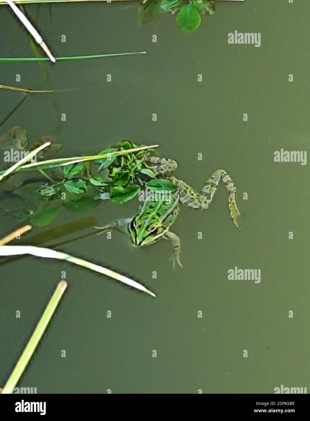 Pool frog complex and its kleptons (Pelophylax lessonae), Amphibia ...