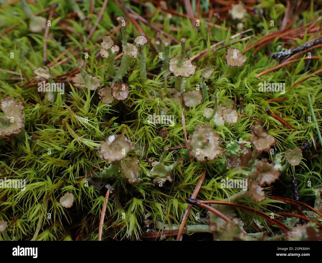 Ladder Lichen (Cladonia verticillata), Fungi, Strathcona, BC, Canada ...