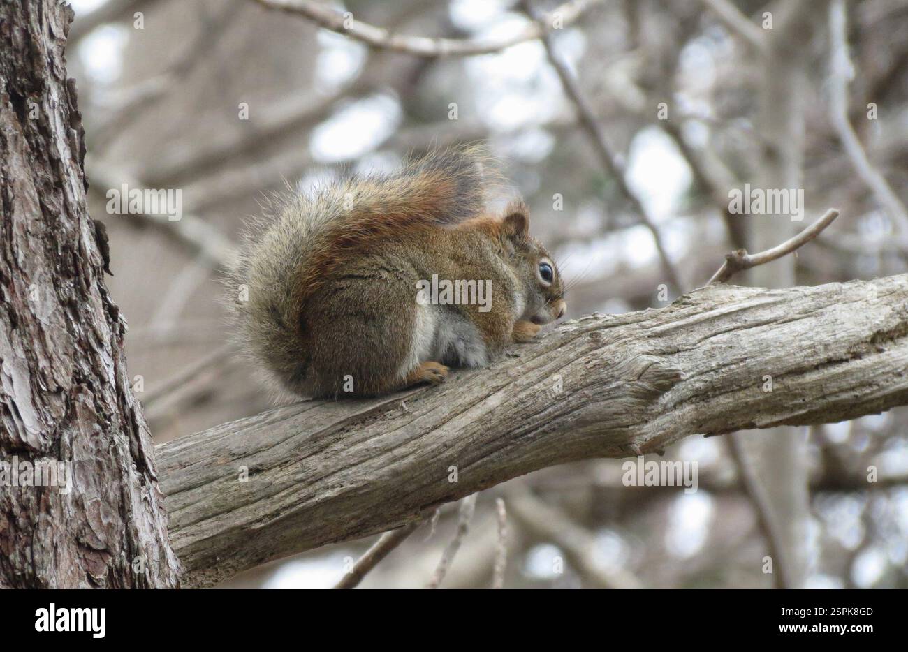 American Red Squirrel (Tamiasciurus hudsonicus), Mammalia, Armdale ...