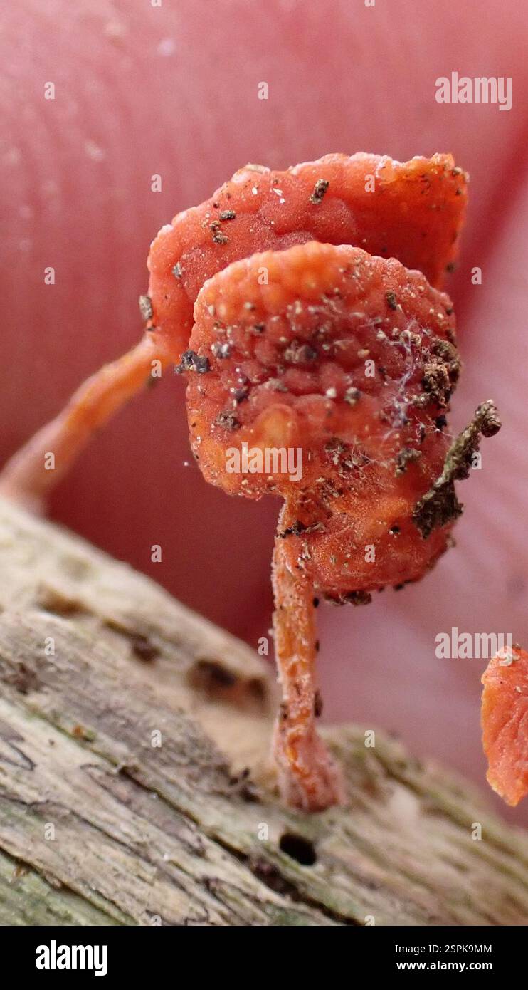 orange pore fungus (Favolaschia claudopus), Fungi, Chatham Islands ...
