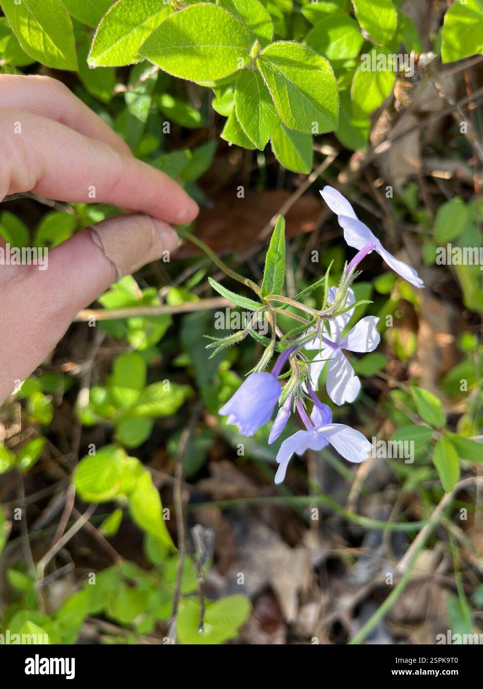 blue phlox (Phlox divaricata), Plantae, Lookout Mountain Battlefield ...