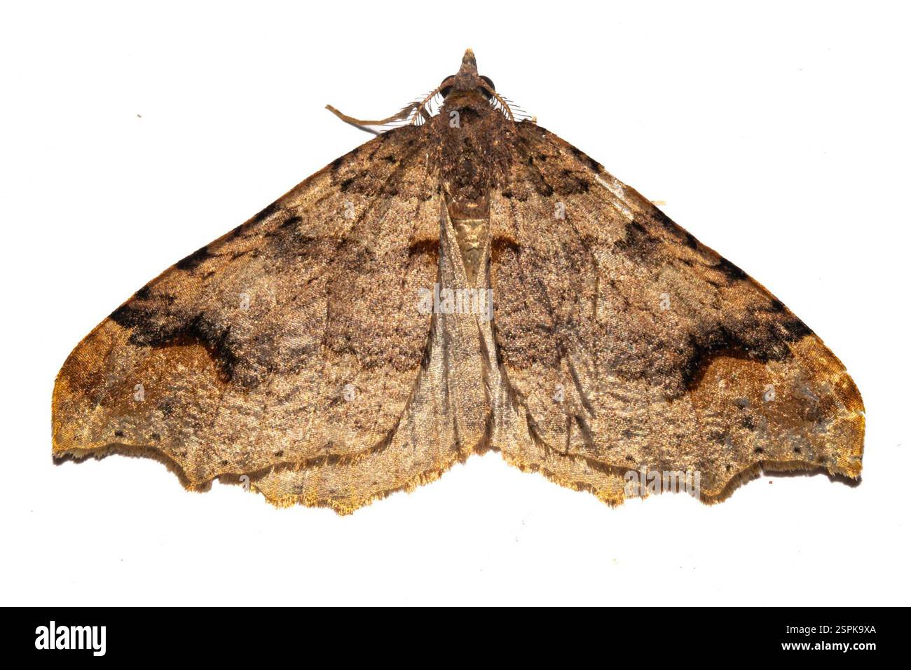 (Austrocidaria parora), Insecta, Queenstown-Lakes District, Otago, New ...