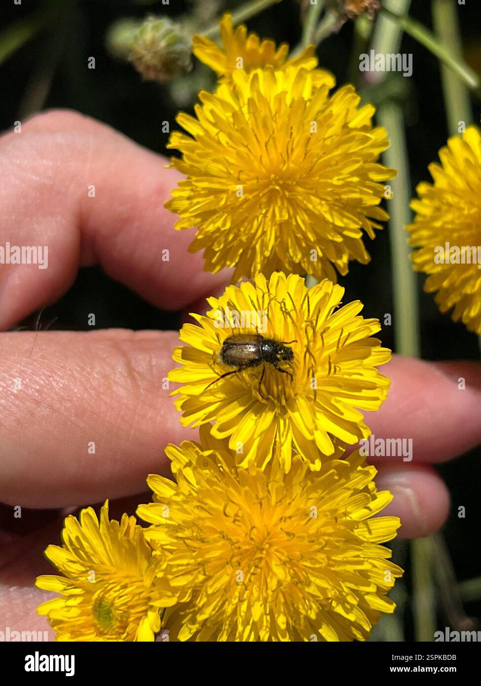 (Chasmatopterus), Insecta, Rua José Manuel Paula Franco, Lagos, Algarve ...