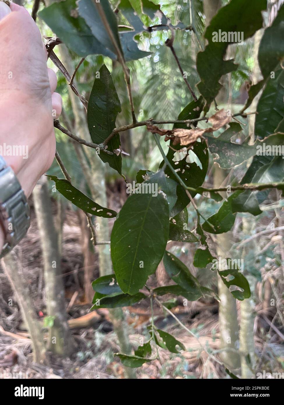 Brush Caper Berry (Capparis arborea), Plantae, Mount Cotton, QLD, AU ...