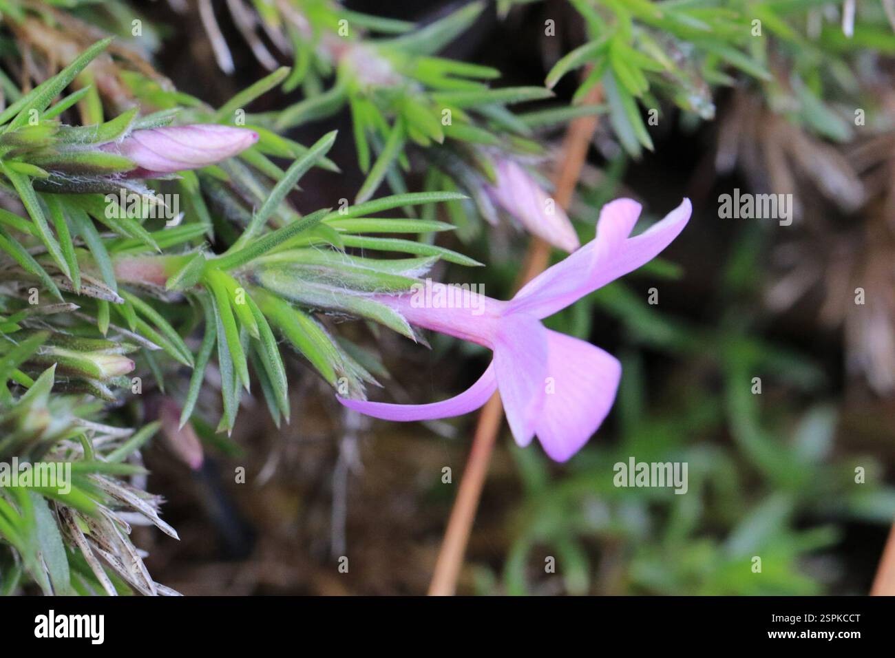 spreading phlox (Phlox diffusa), Plantae, Josephine, Oregon, United ...