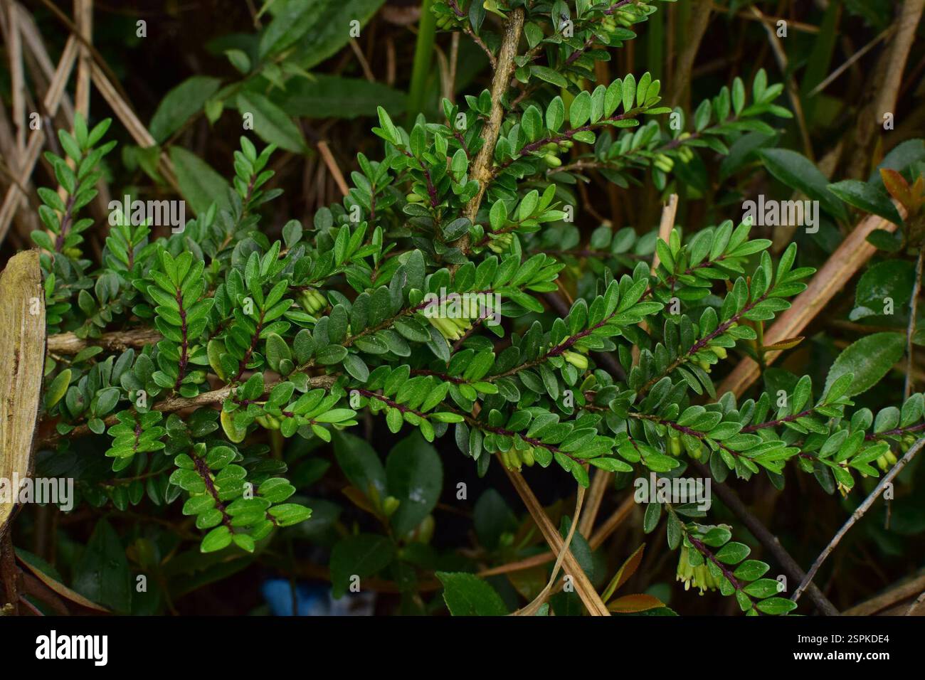 Boxleaf Honeysuckle (Lonicera ligustrina), Plantae, 中国贵州省黔南布依族苗族自治州龙里县 ...