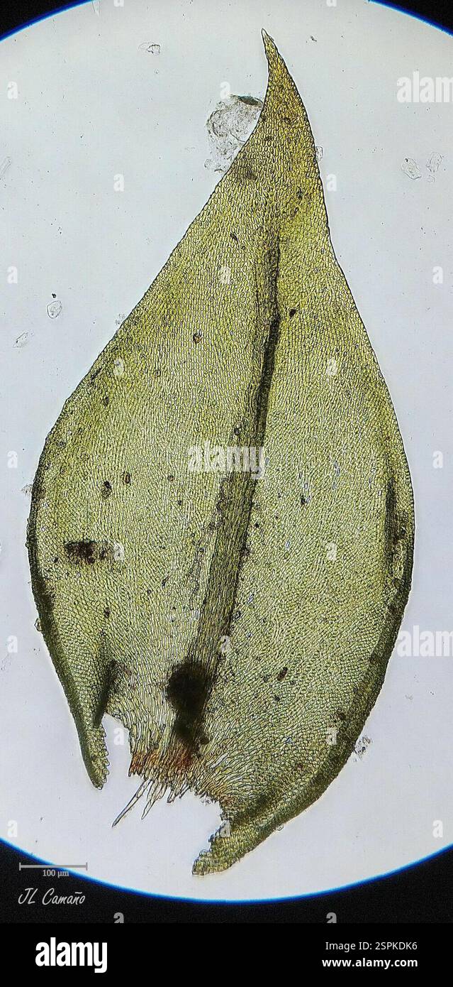 Lateral Cryphaea (Cryphaea heteromalla), Plantae, Pontevedra, Spain, On ...