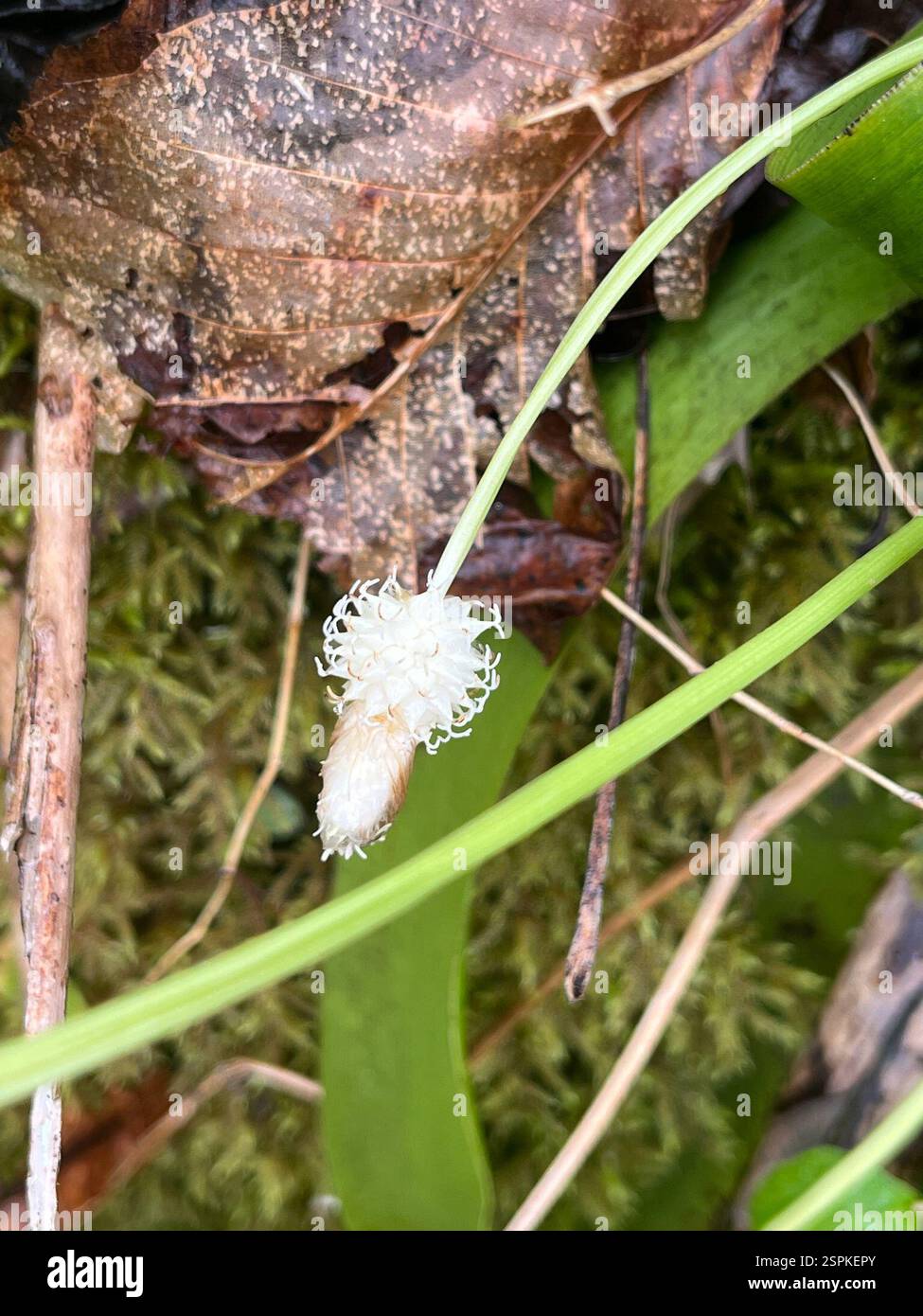 Fraser's Sedge (Carex fraseriana), Plantae, North Carolina, US Stock ...