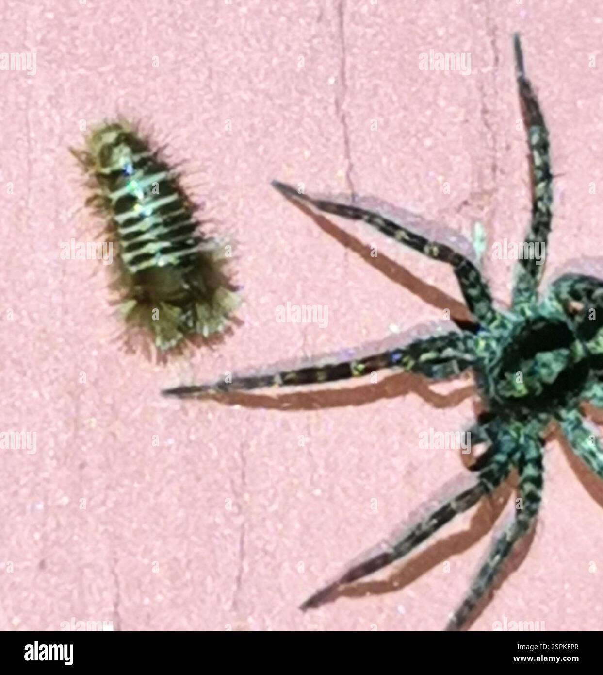 Museum Beetle (Anthrenus museorum), Insecta, 31160 Urjala, Suomi Stock ...