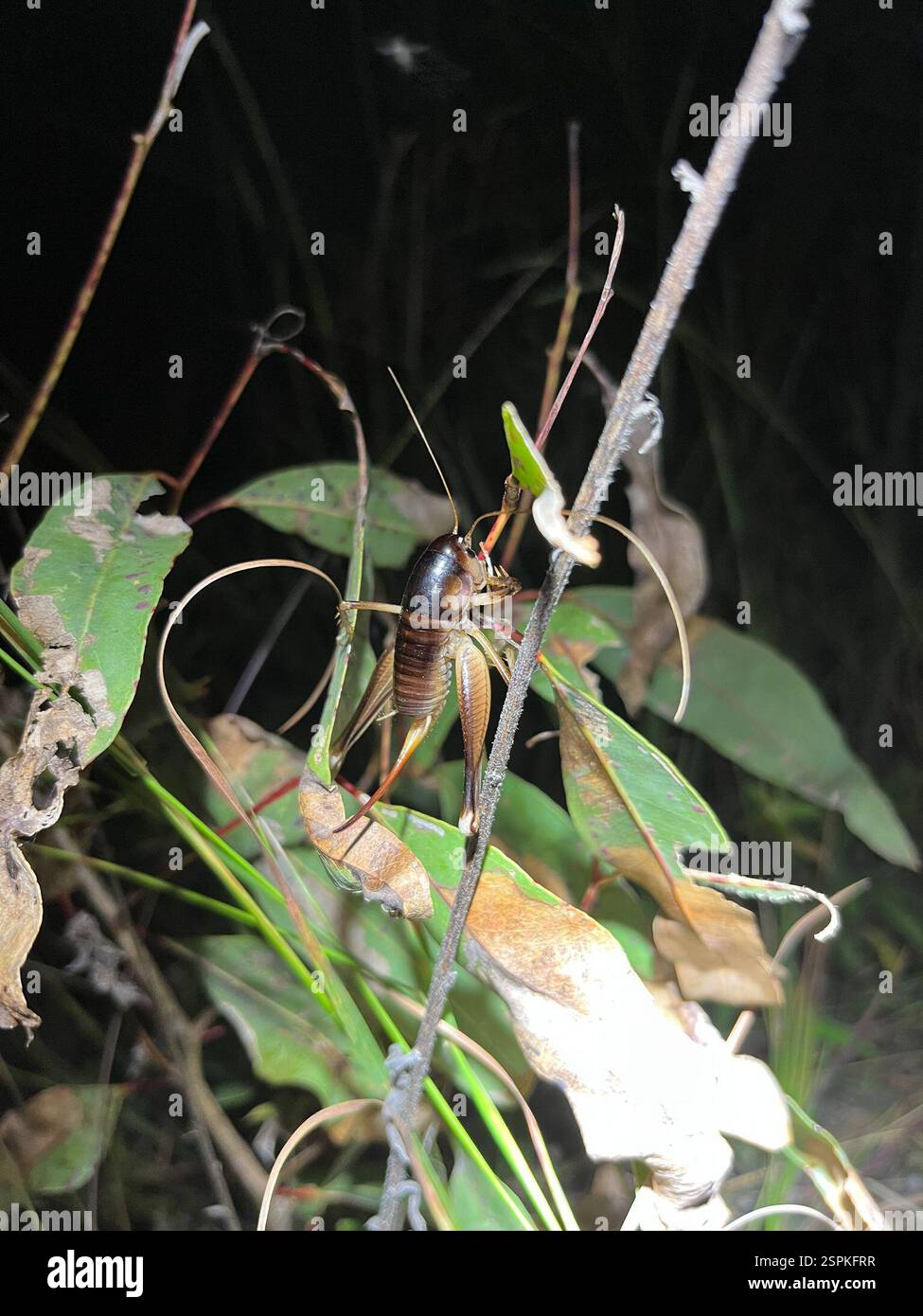 Wētā and King Crickets (Anostostomatidae), Insecta, Colosseum, QLD, AU ...