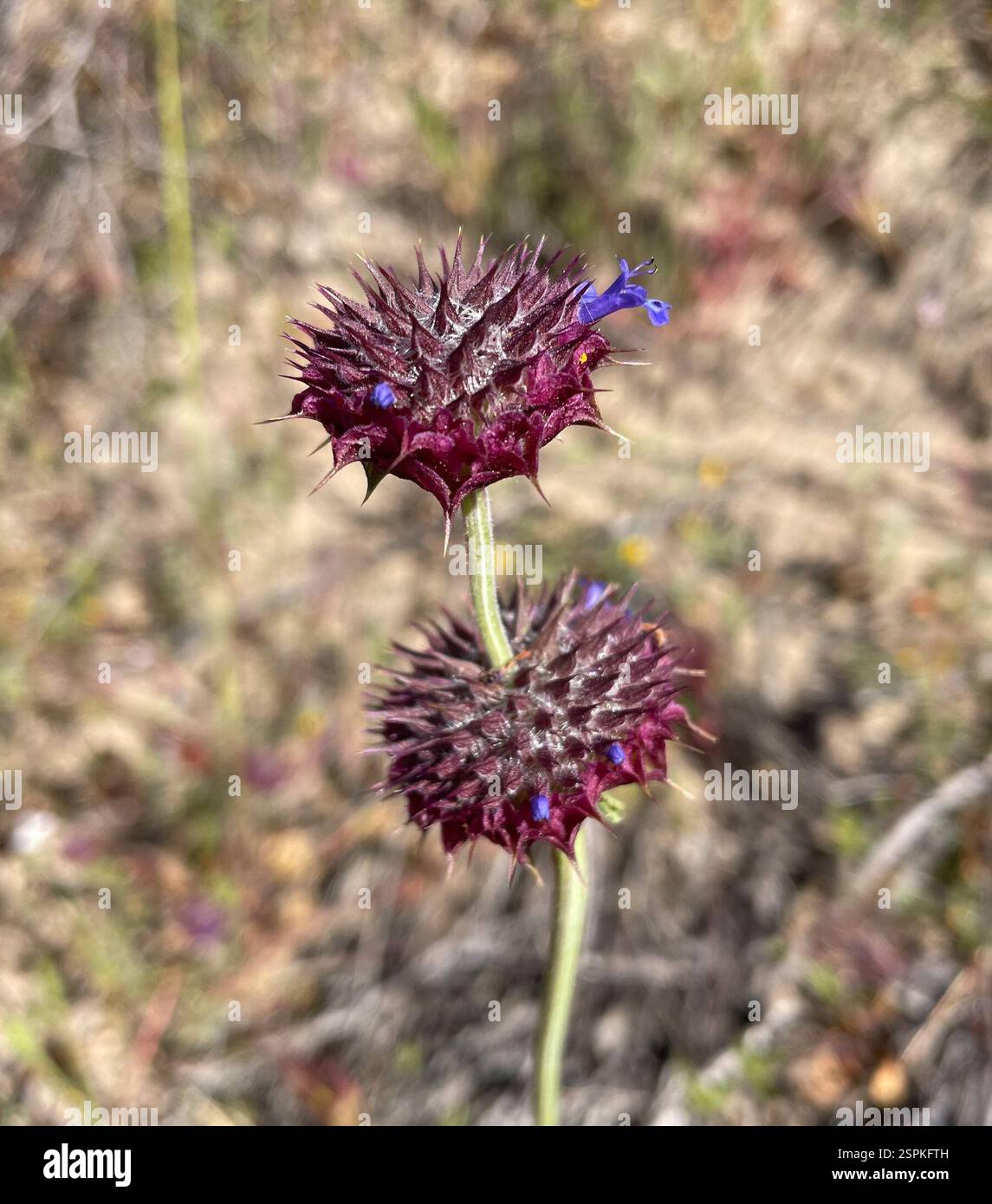 Chia (Salvia columbariae), Plantae, Fort Ord National Monument, Marina ...