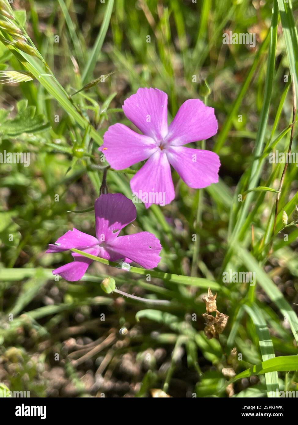 pointed phlox (Phlox cuspidata), Plantae, Cat Spring, TX, US Stock Photo - Alamy