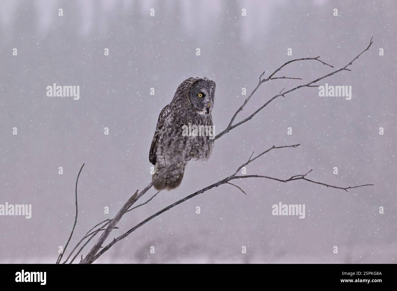 A front view of a Great Grey Owl,"Strix nebulosa", perched on a slender ...