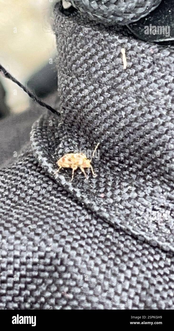 Oak Catkin Mirid (Tropidosteptes quercicola), Insecta, Austin Stock ...