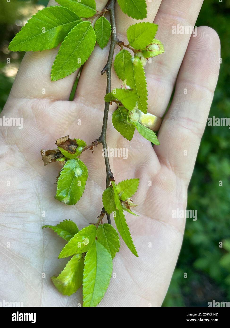 Gall Midges (Cecidomyiinae), Insecta, Pintail Ln, Natchez, MS, US ...