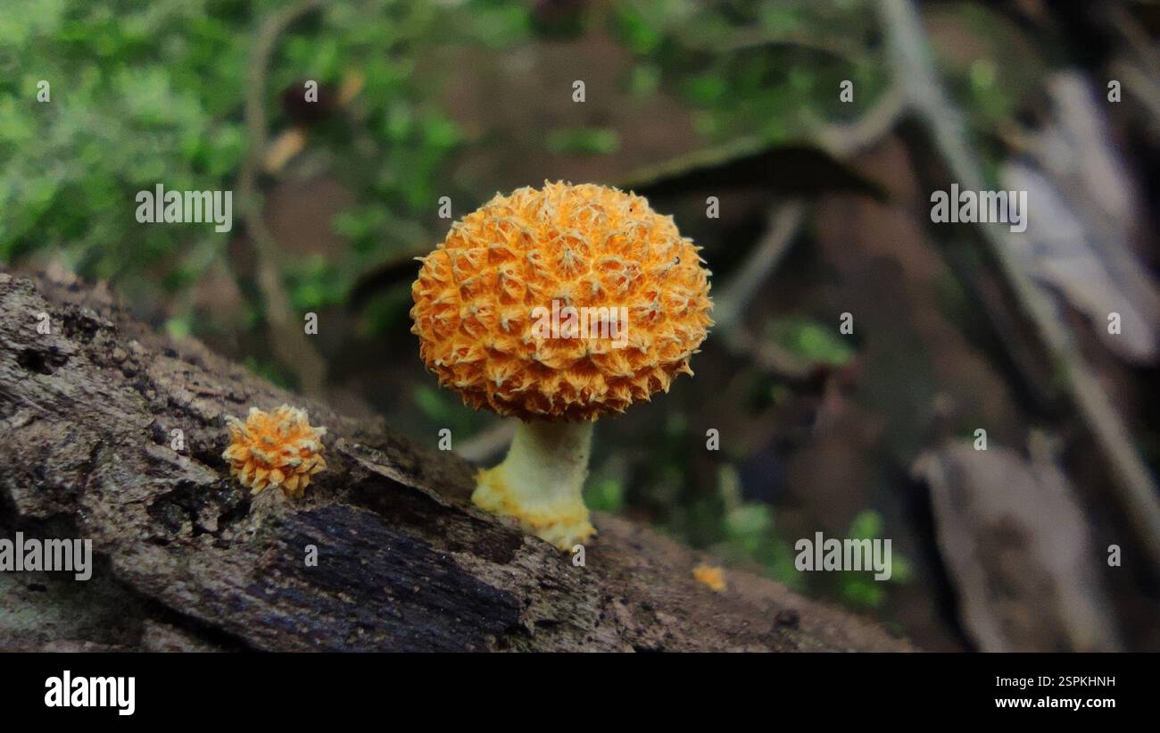 Golden-scruffy Collybia (Cyptotrama asprata), Fungi, 中国浙江省宁波市鄞州区 Stock ...