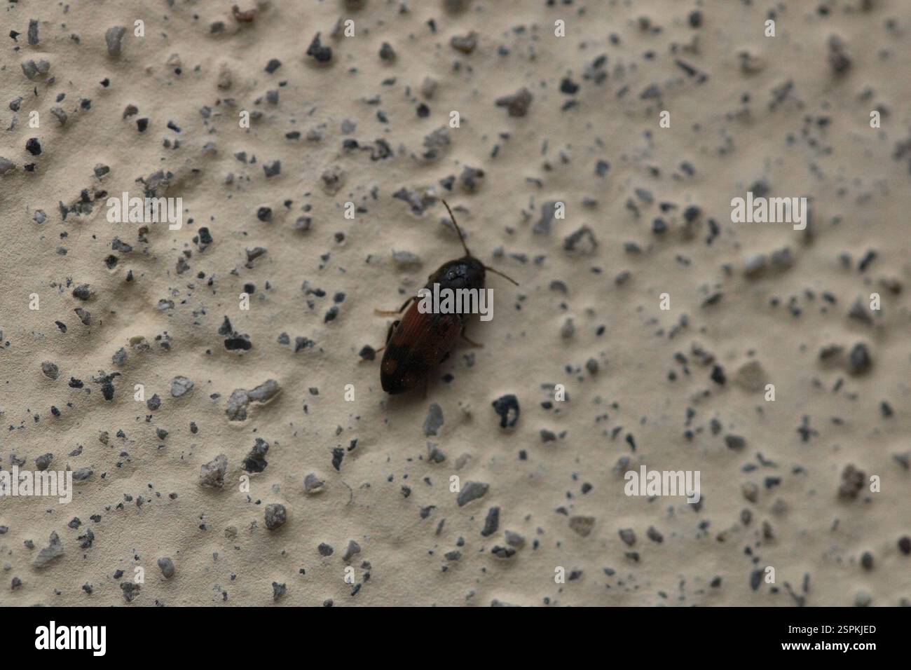 (Drasterius bimaculatus), Insecta, La Frette, France Stock Photo - Alamy