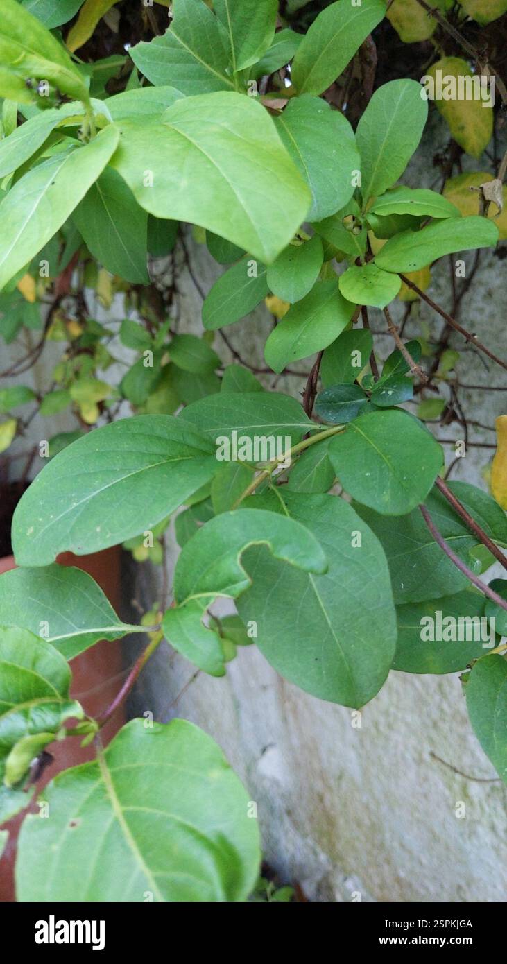 honeysuckle family (Caprifoliaceae), Plantae, Bristol BS1 6TG, UK Stock ...