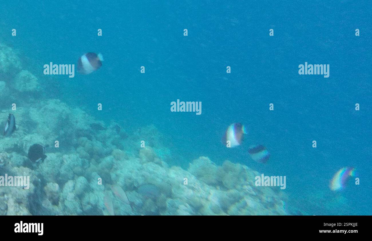 Black Pyramid Butterflyfish (Hemitaurichthys zoster), Actinopterygii ...