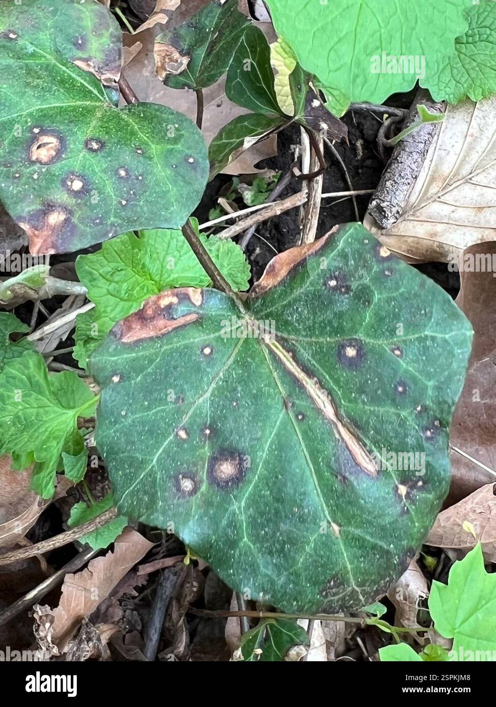 Ivy Anthracnose (Colletotrichum trichellum), Fungi, W Montgomery Ave ...