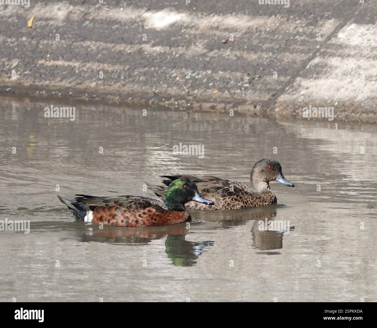 Chestnut Teal (Anas castanea), Aves, Eastfield Park, Croydon, VIC, AU ...