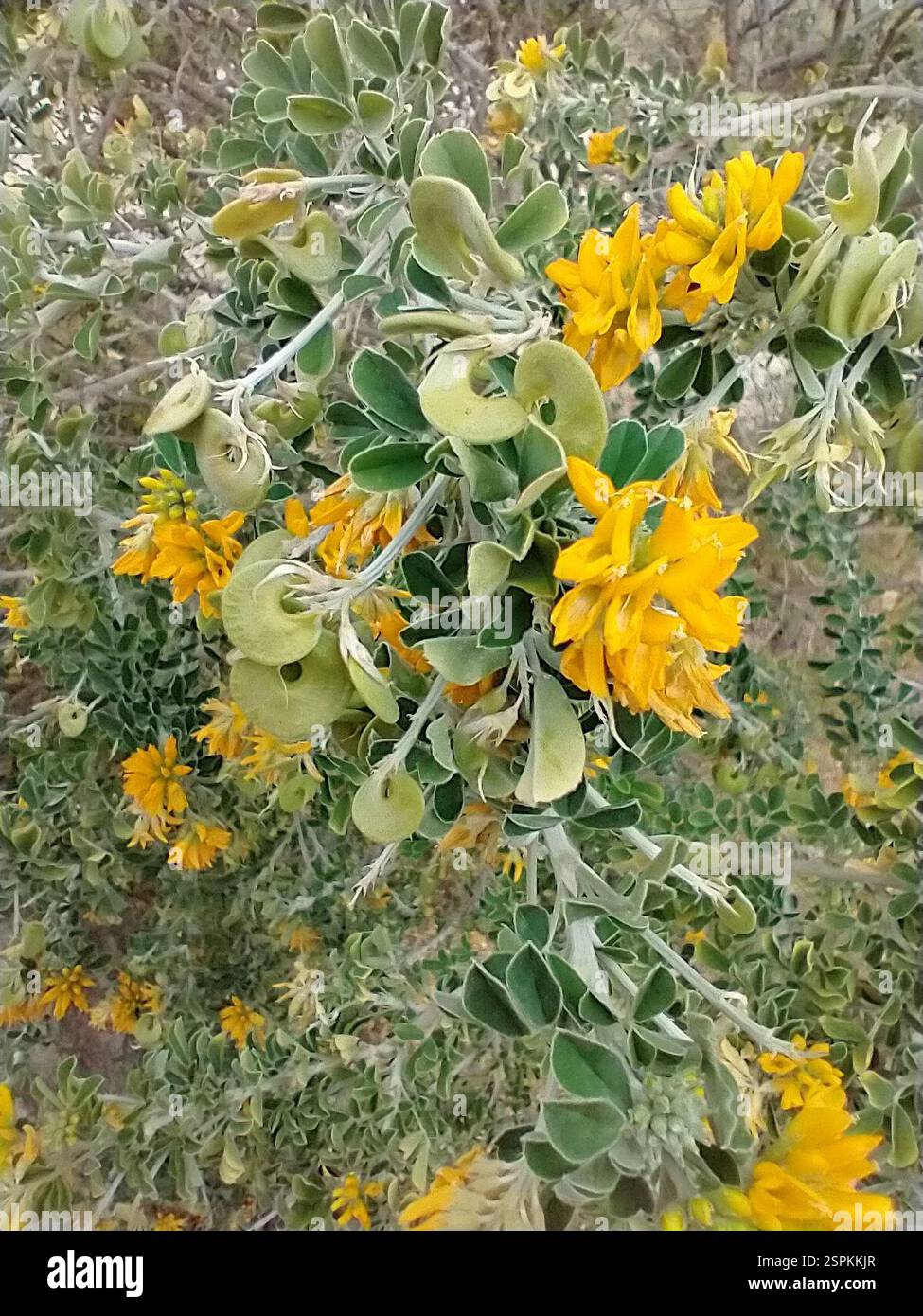 tree medick (Medicago arborea), Plantae, 13260 Cassis, Frankrijk Stock ...