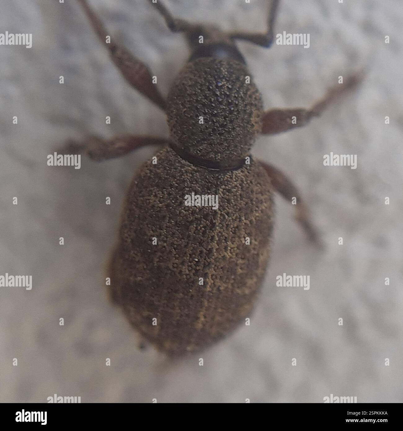 Clay-coloured Weevil (Otiorhynchus singularis), Insecta, 30-551 Kraków ...
