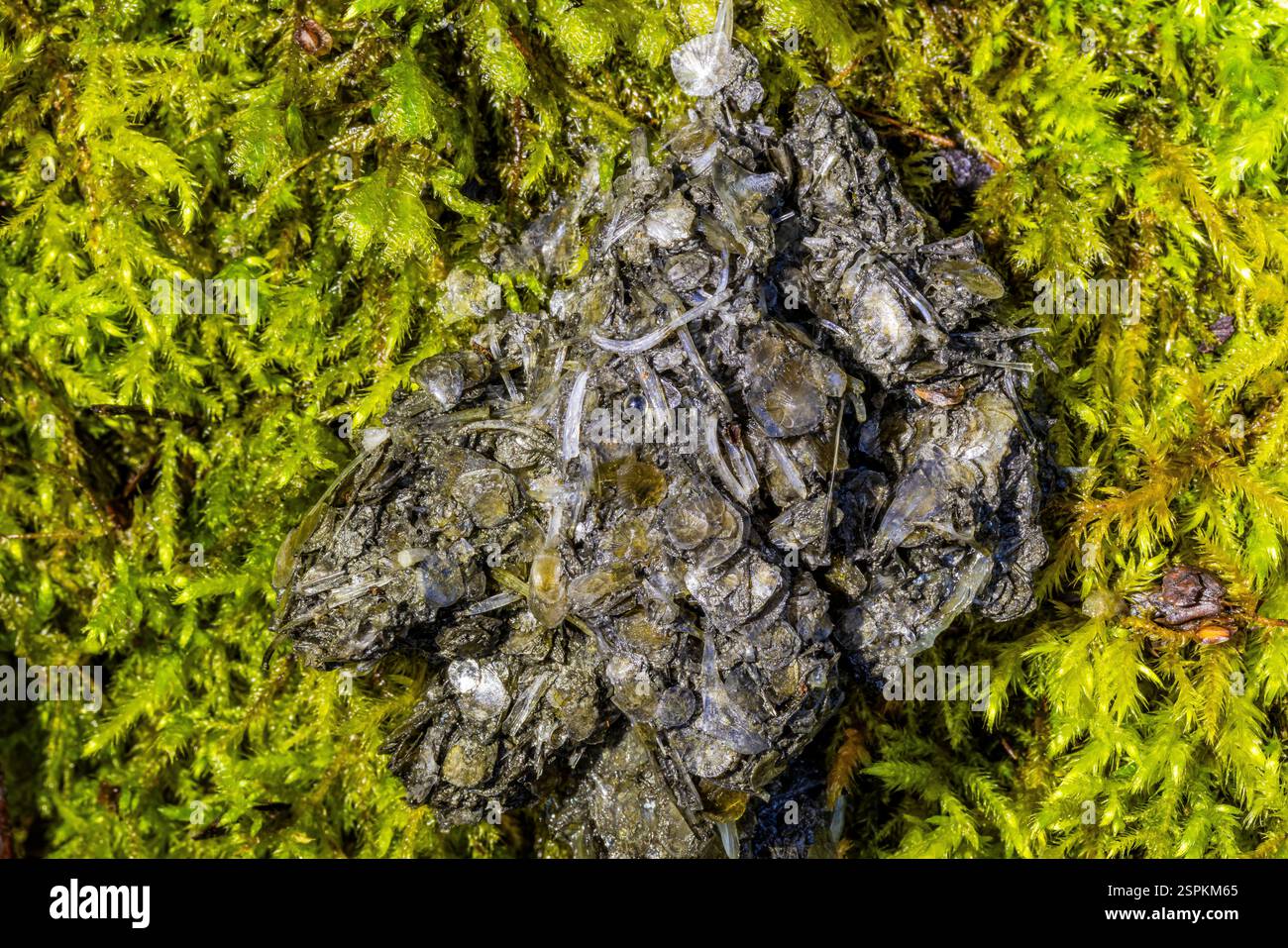 North American River Otter, Lontra canadensis, scat with fish bones and ...