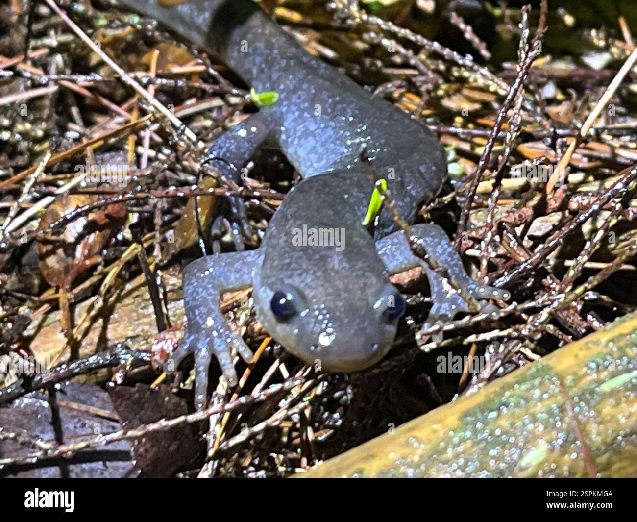 Jefferson Salamander (Ambystoma jeffersonianum), Amphibia, Vermont, US ...