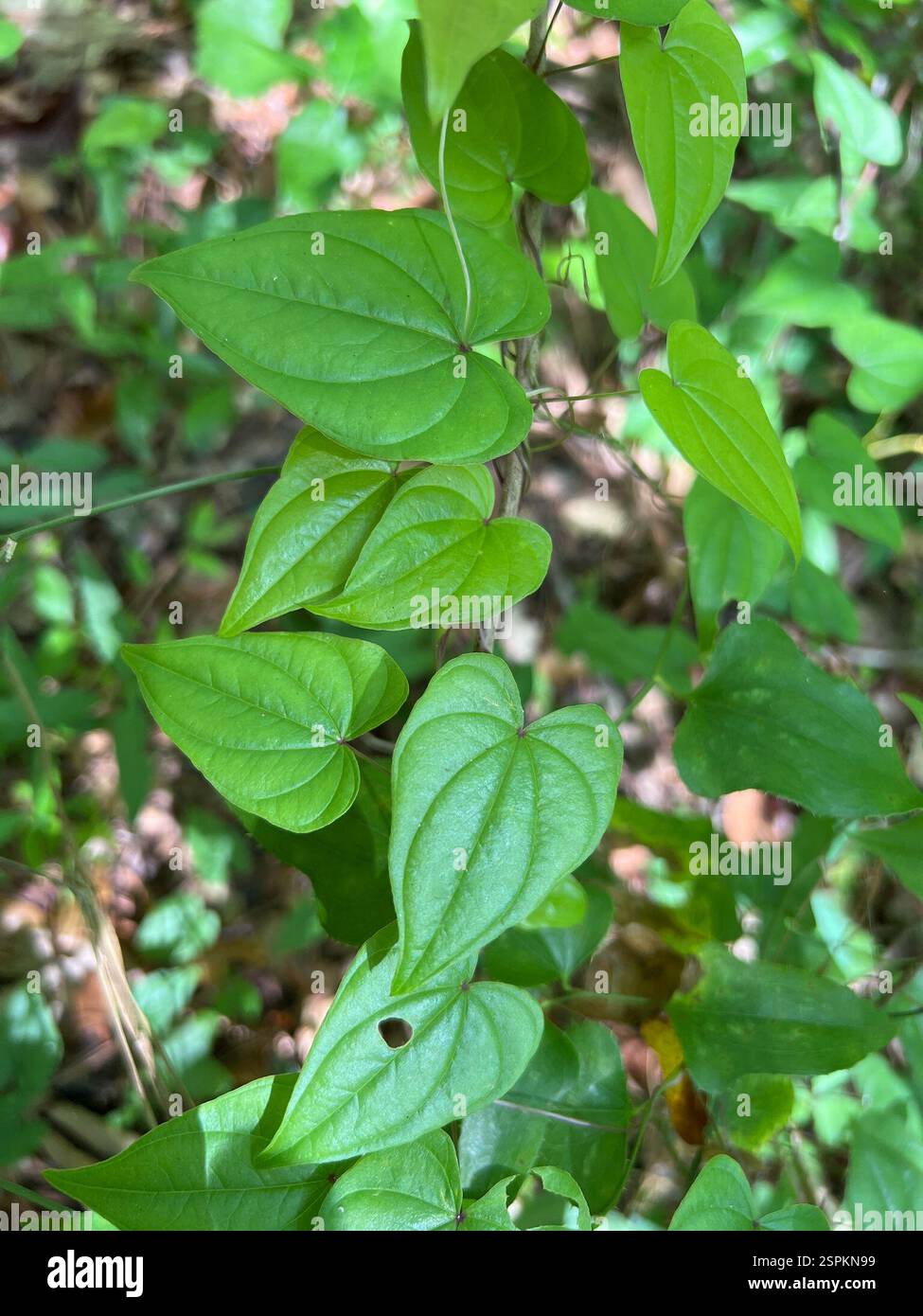 Florida Yam (Dioscorea floridana), Plantae, Edward Ball Wakulla Springs ...