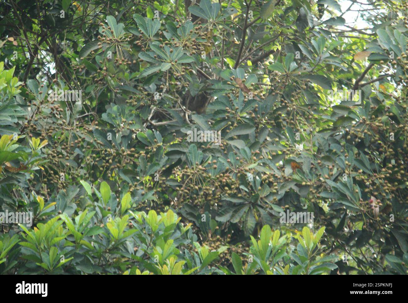Black Varnish Tree (Holigarna arnottiana), Plantae, Shirlalu, Karnataka ...