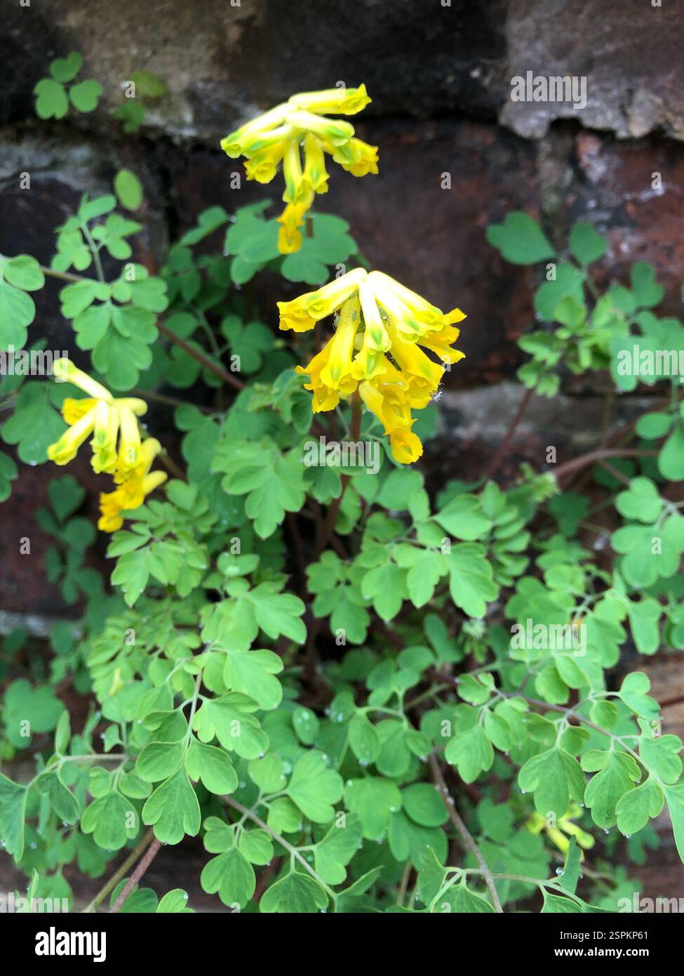Yellow Fumitory (Pseudofumaria lutea), Plantae, Beverley Road, Hull ...