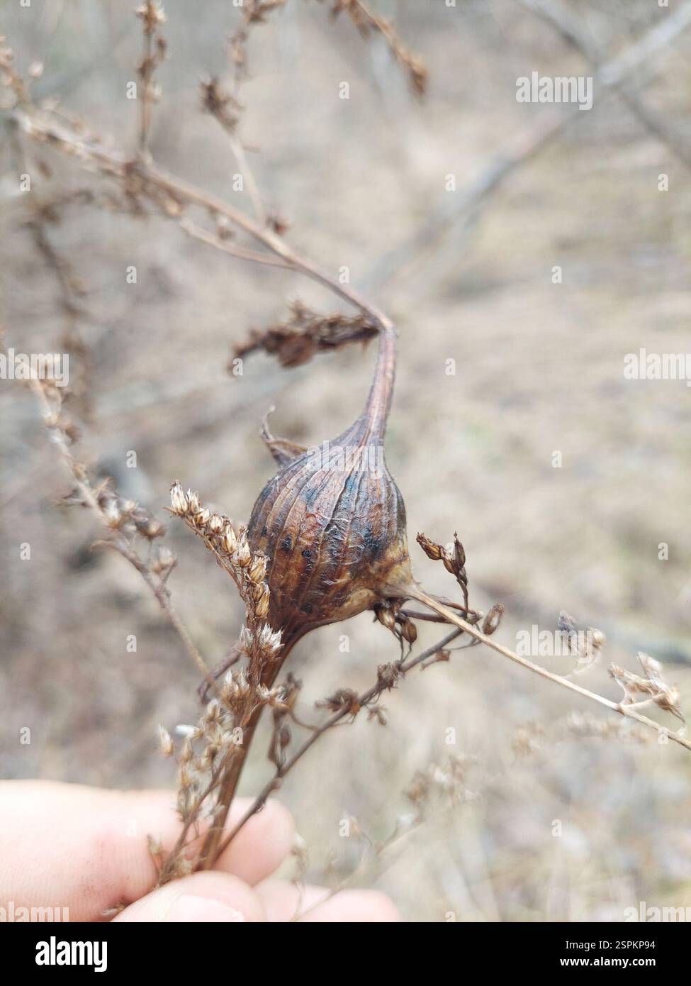 Goldenrod Gall Fly (Eurosta solidaginis), Insecta, Township Of Johnson ...