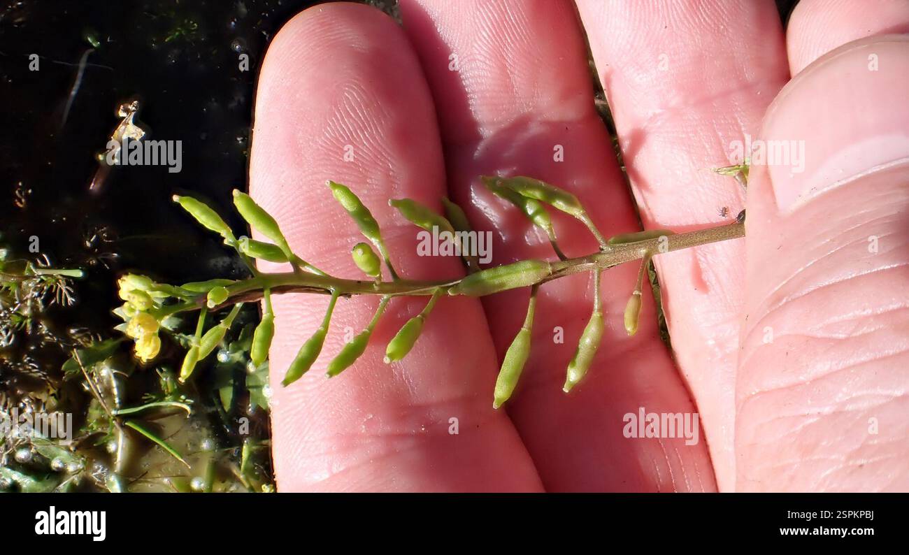 Bog Yellowcress (Rorippa palustris), Plantae, Chatham Islands, Rekohu ...