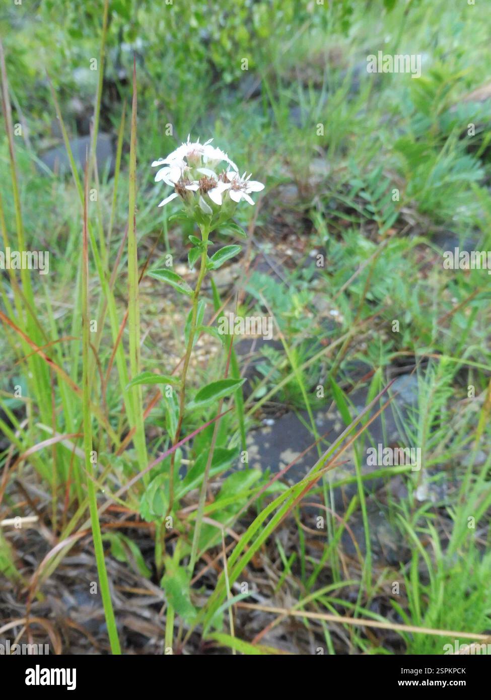 clumped whitetop aster (Sericocarpus caespitosus), Plantae, Dekalb ...