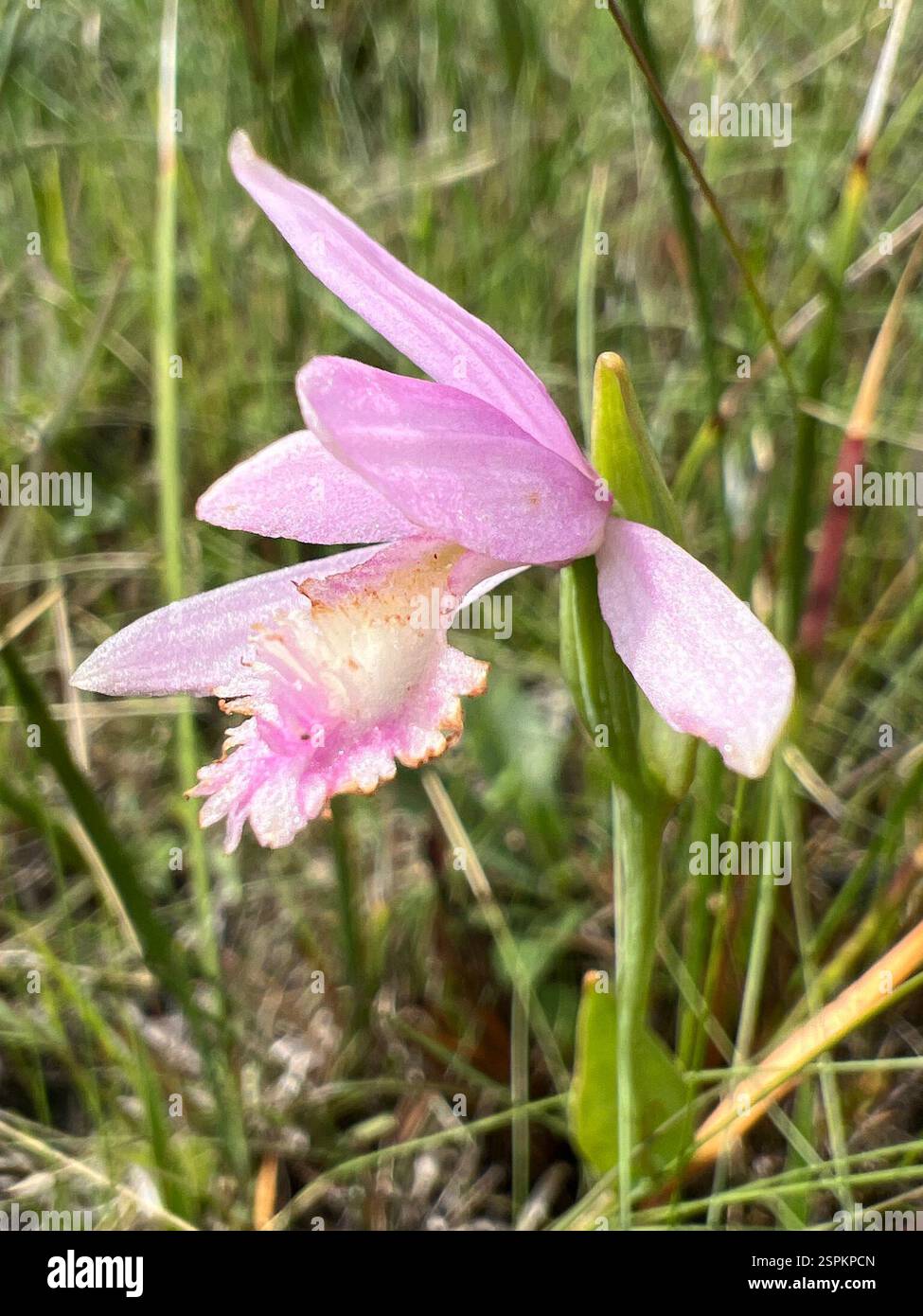 Rose Pogonia (Pogonia ophioglossoides), Plantae, Florida, US Stock ...