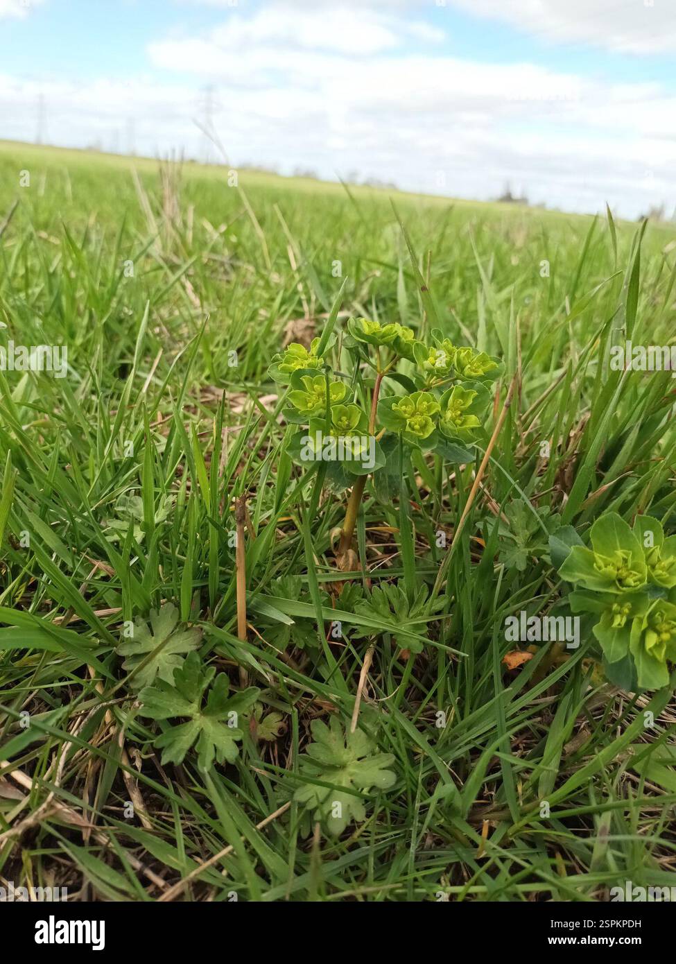Sun spurge (Euphorbia helioscopia), Plantae, Peterborough, UK Stock ...