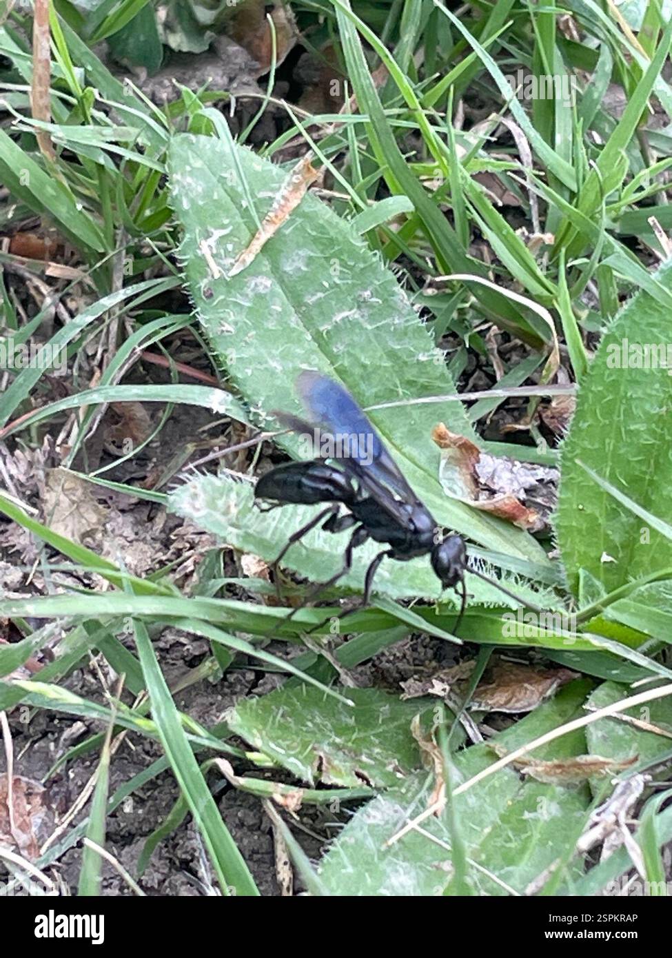 Spider Wasps (Pompilidae), Insecta, The University of Texas at Dallas ...