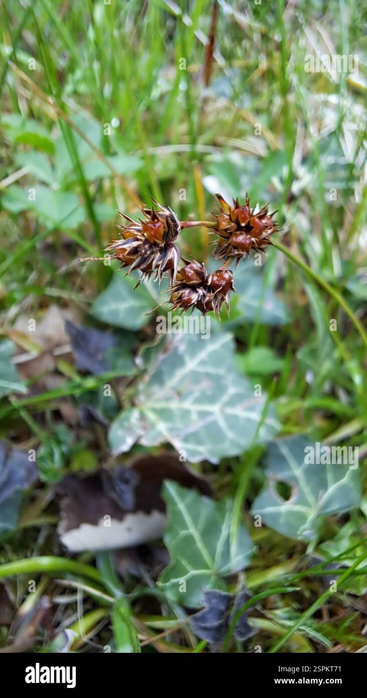 Field woodrush (Luzula campestris), Plantae, Mickle Trafford, Chester ...
