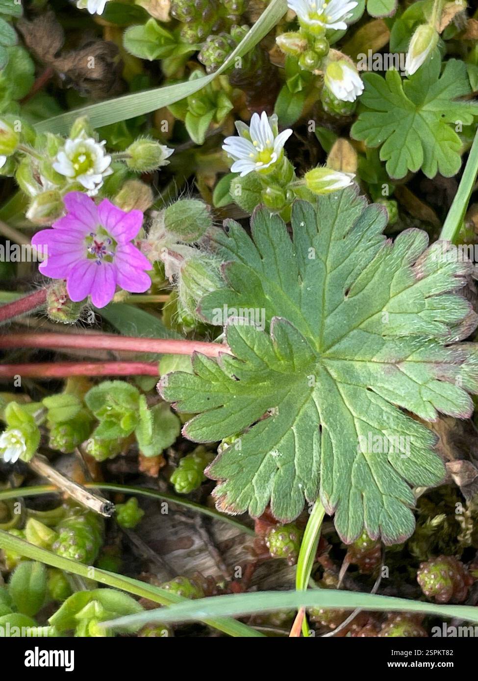 Dove's-foot crane's-bill (Geranium molle), Plantae, Lek, Lexmond ...