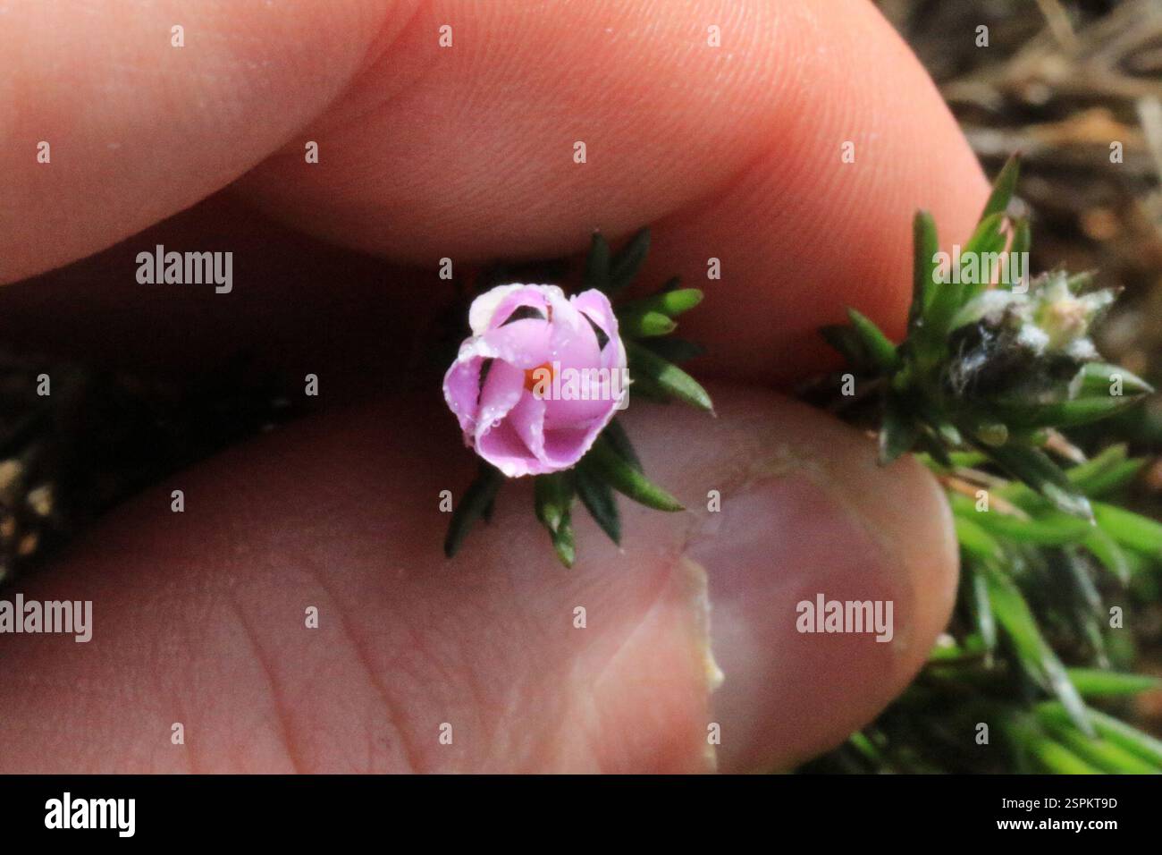 spreading phlox (Phlox diffusa), Plantae, Josephine, Oregon, United ...