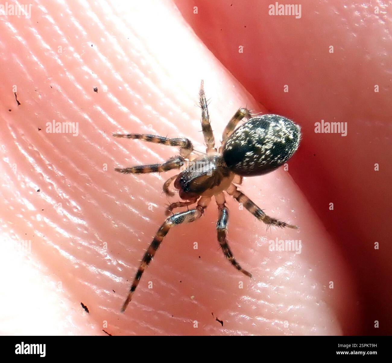 Entelegyne Spiders (Entelegynae), Arachnida, Chatham Islands, Rekohu ...